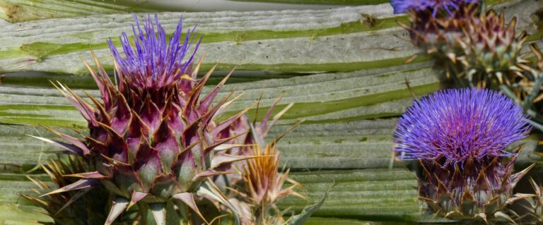 ¿Ensalada de penca? ¿Alcachofa silvestre? El mundo del cardo penquero ...