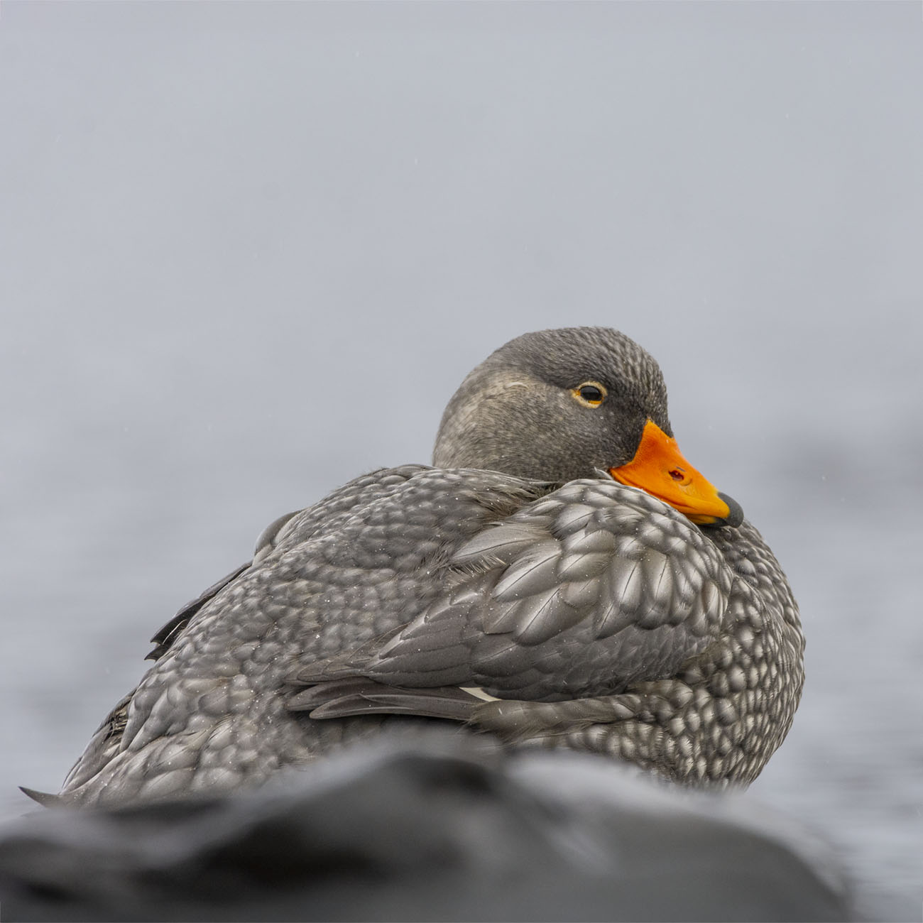 Es endémico de la Patagonia: El pato marino más grande del mundo ...