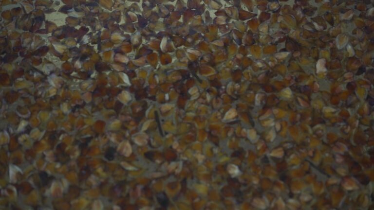 Salvando al ruil: Ciencia y restauración se unen para recuperar a una ...