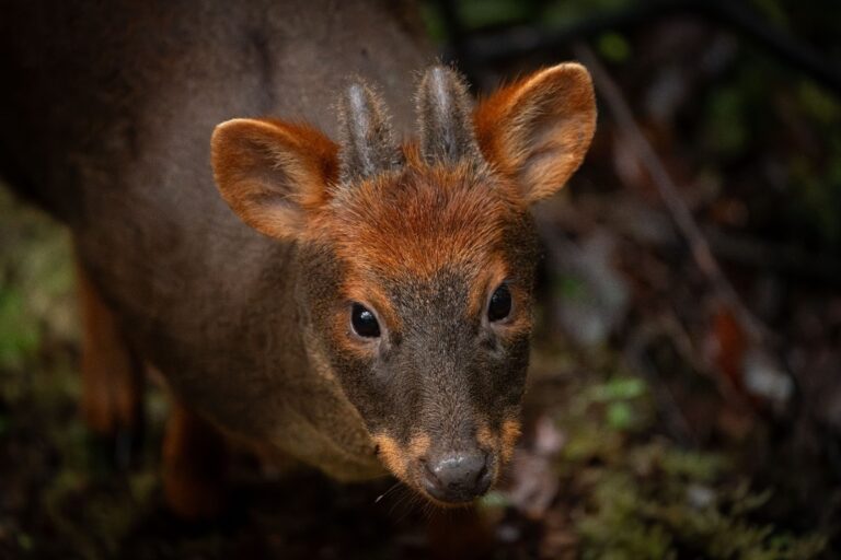 Pudú en Chiloé: Investigadores buscan identificar sus zonas de amenaza ...