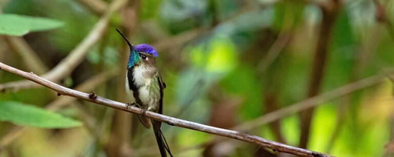 Al rescate del «colibrí maravilloso» de Perú: reforestan con plantas ...