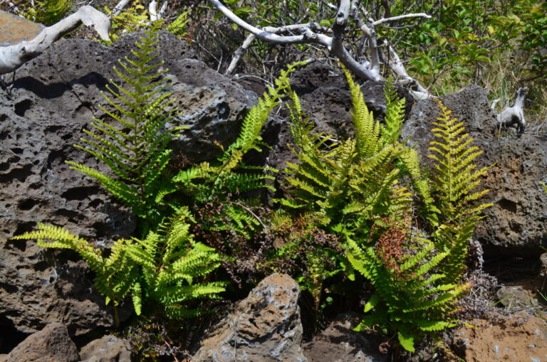 Helechos de Chile: Un recorrido por especies milenarias y esenciales ...