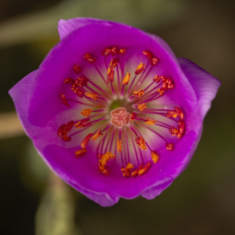 Pata de guanaco, la flor que domina el Desierto Florido por su ...