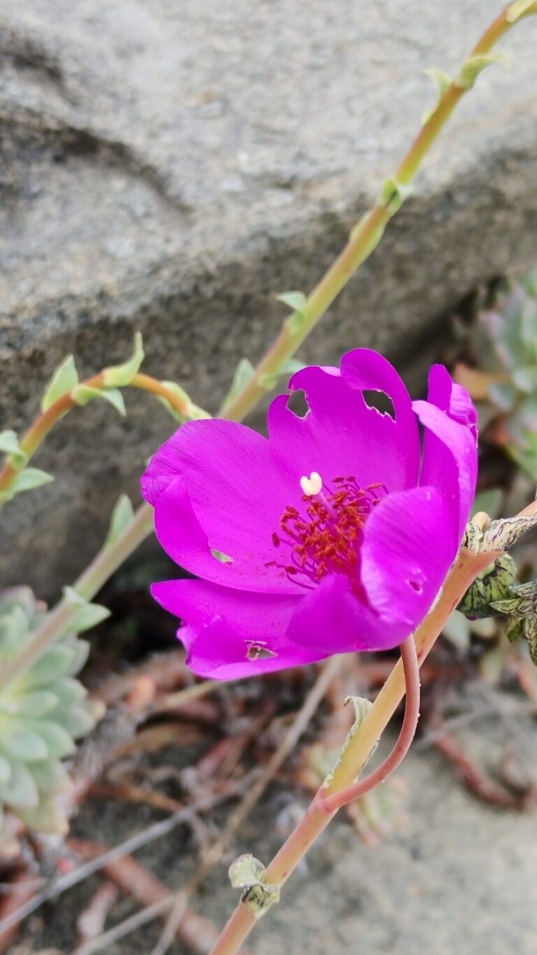 Pata de guanaco, la flor que domina el Desierto Florido por su ...
