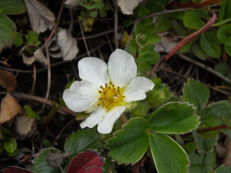 Descubriendo la frutilla chilena: La joya blanca que dio origen a la ...