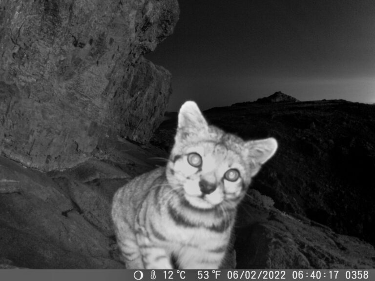 Conociendo al gato andino, el sagrado y amenazado “fantasma de Los ...