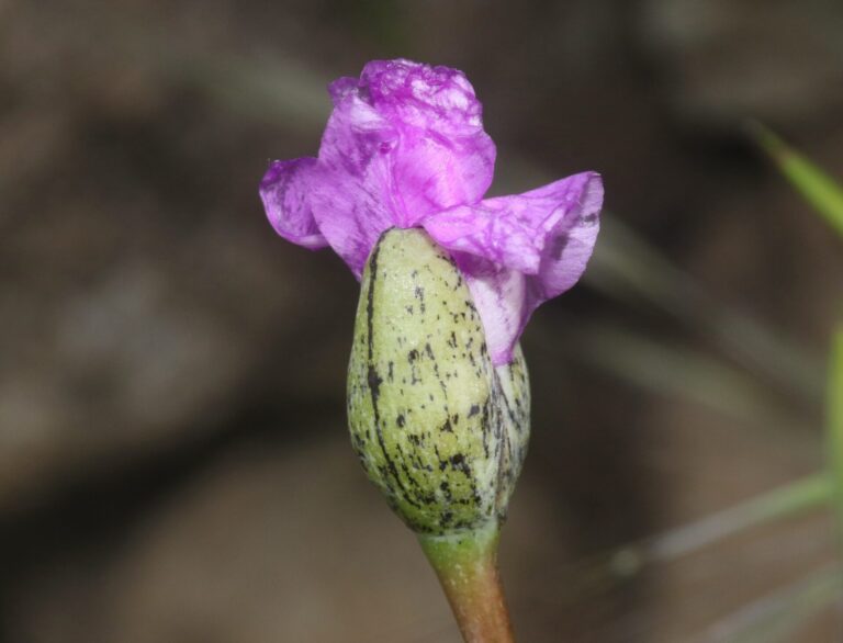 Pata de guanaco, la flor que domina el Desierto Florido por su ...