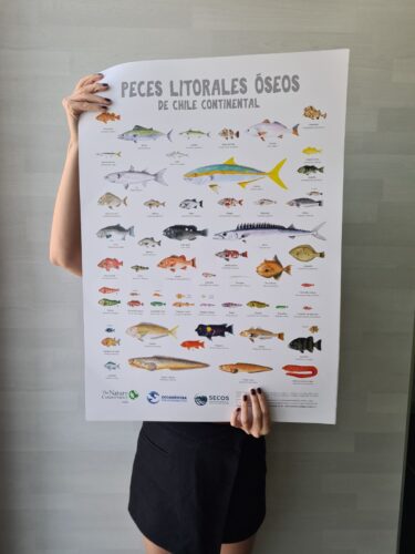 Nuevo póster ilustra la riqueza de los peces litorales de Chile: Una ...