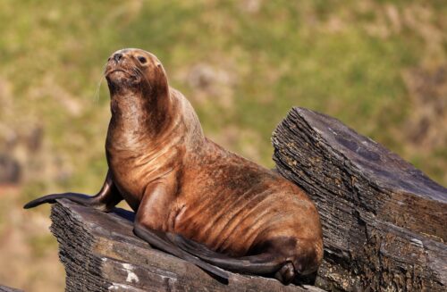 Los lobos marinos de Chile, grandes guardianes de la costa | Ladera Sur
